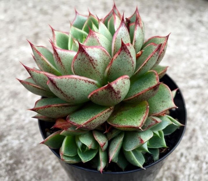 UDAREA PLANTELOR SUCULENTE