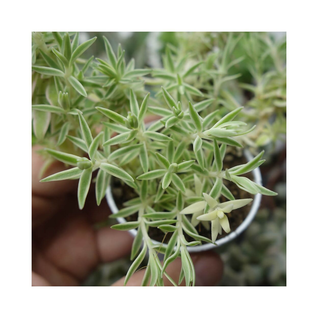 SEDUM LINEARE VARIEGATUM