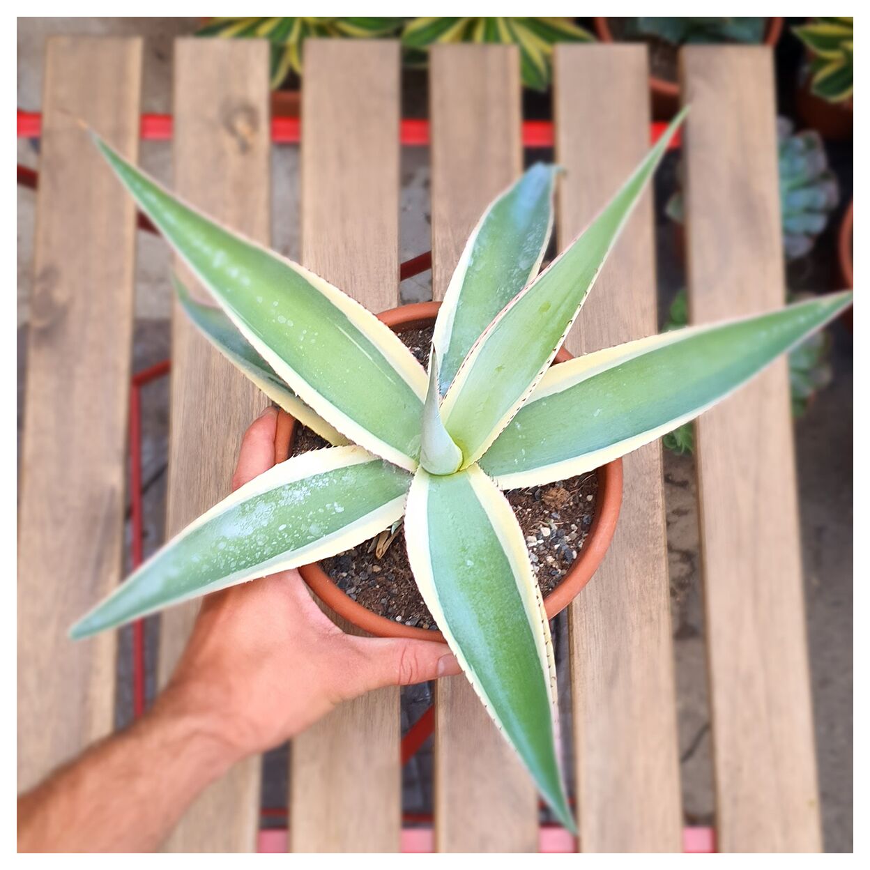 AGAVE GUIENGOLA CREME BRULEE