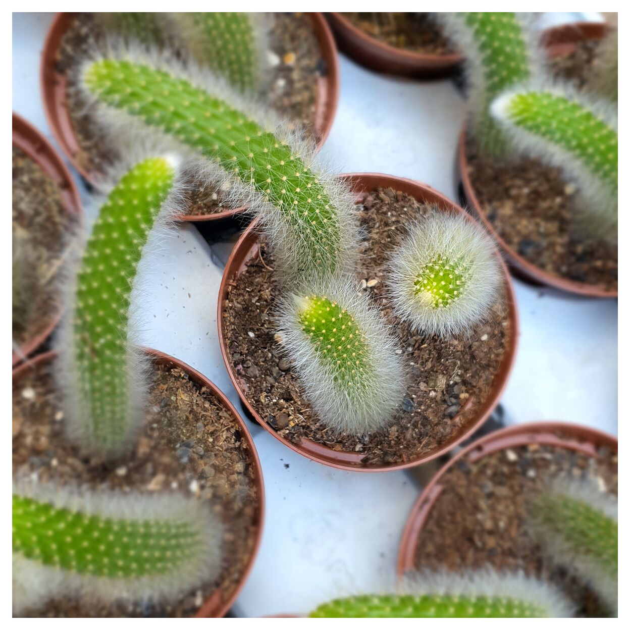 HILDEWINTERA COLADEMONONIS