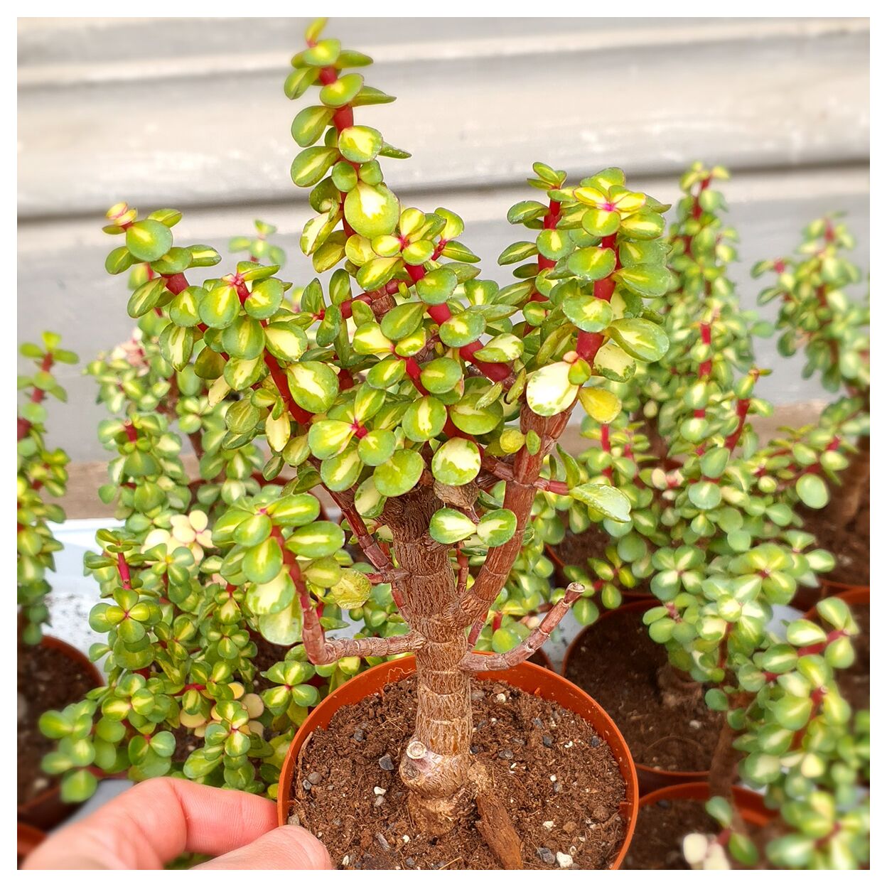 PORTULACARIA AFRA MEDIOPICTA