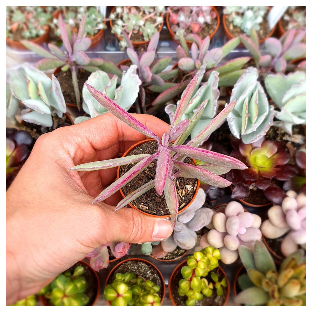 SENECIO CRASSISSIMUS