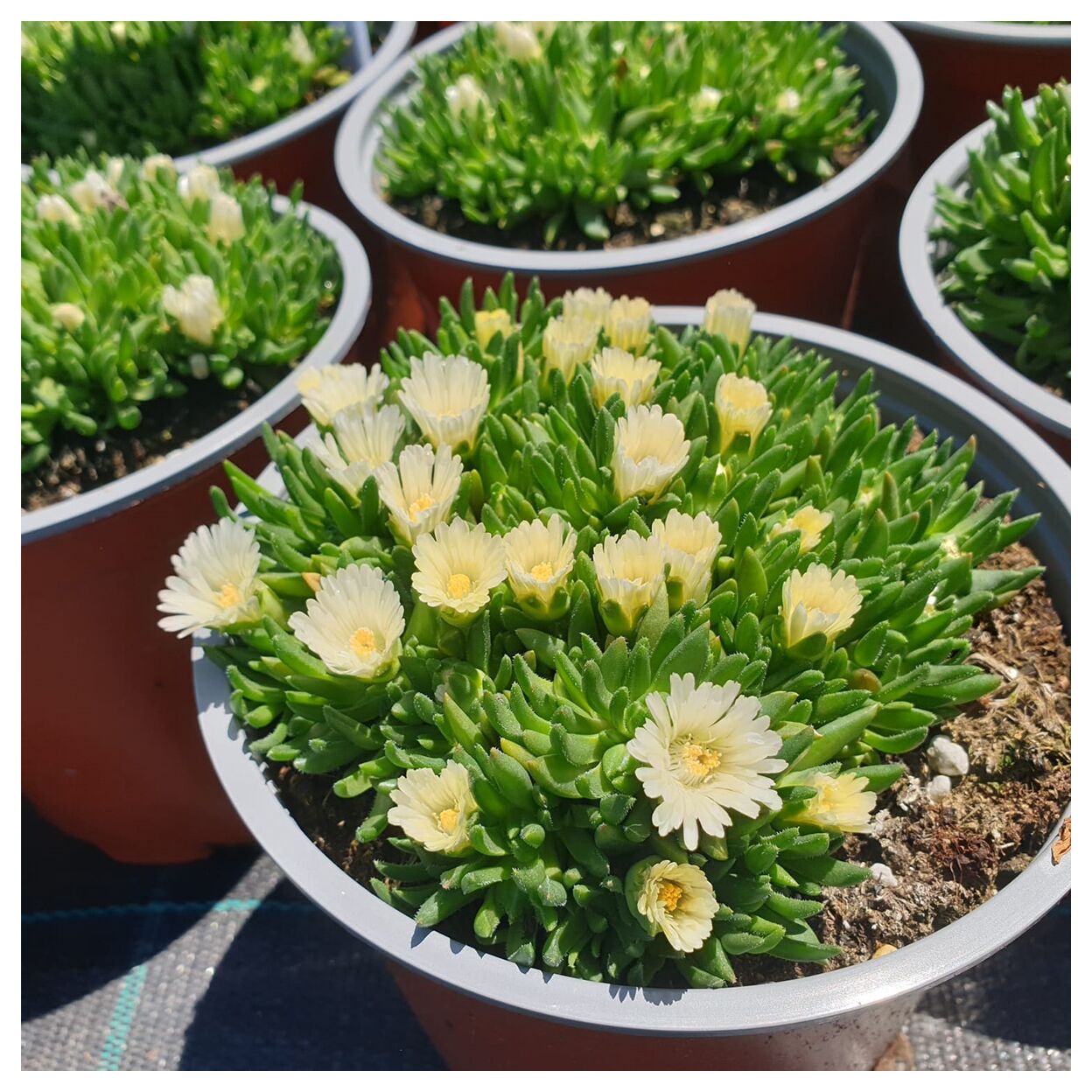 DELOSPERMA CONGESTUM WHITE NUGGET