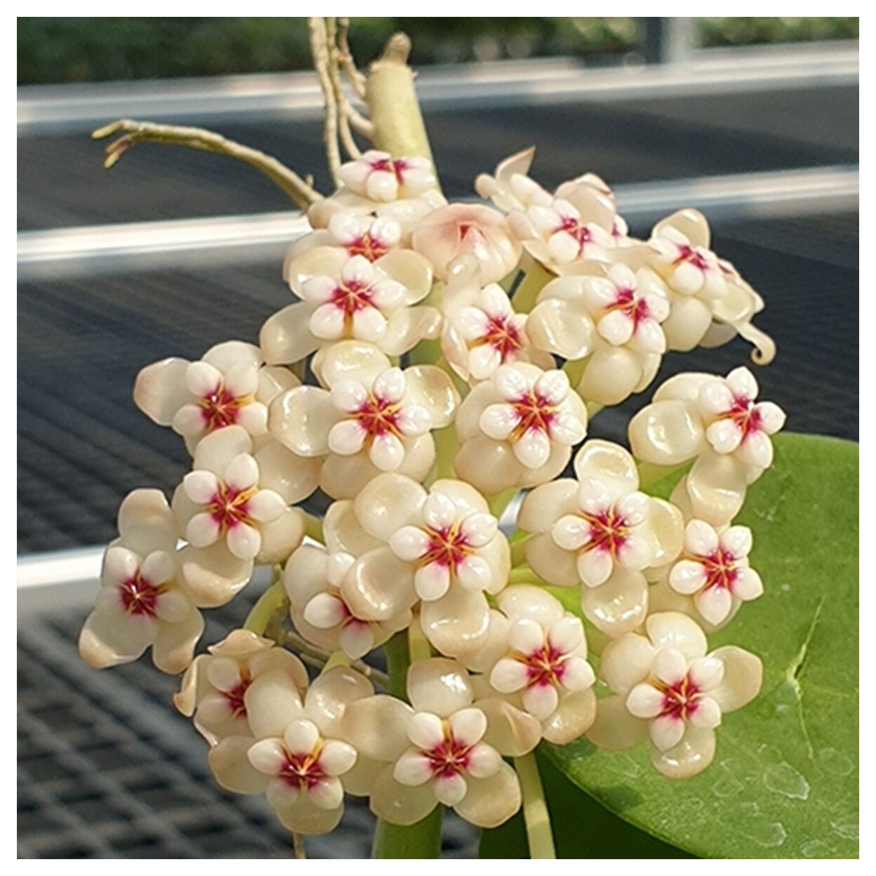 HOYA PACHYCLADA