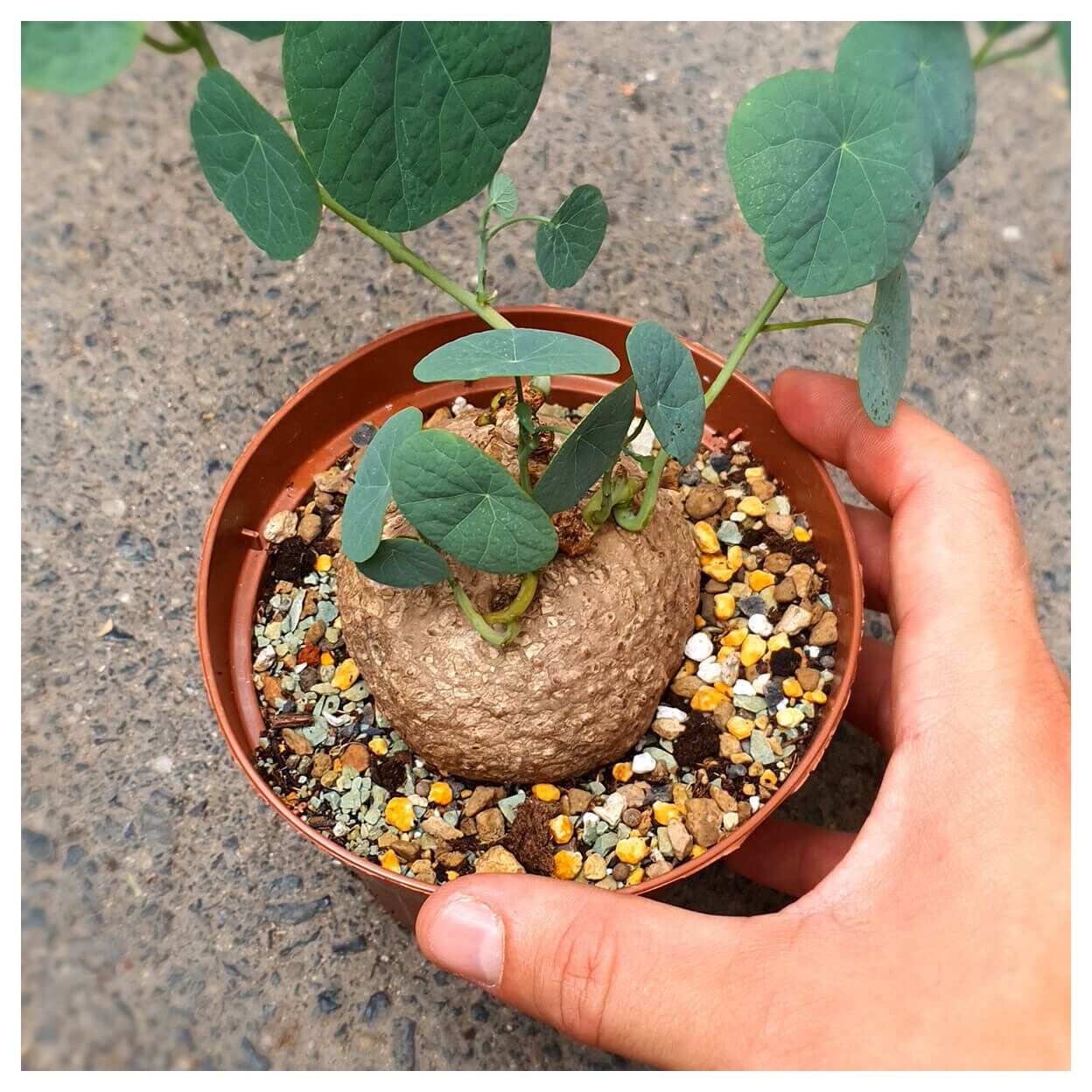 STEPHANIA ROTUNDIFOLIA