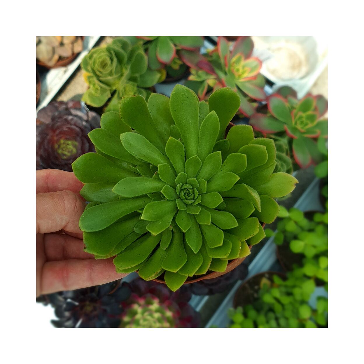AEONIUM CUPCAKE