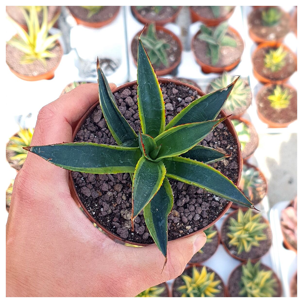 AGAVE SUN GLOW VARIEGATA