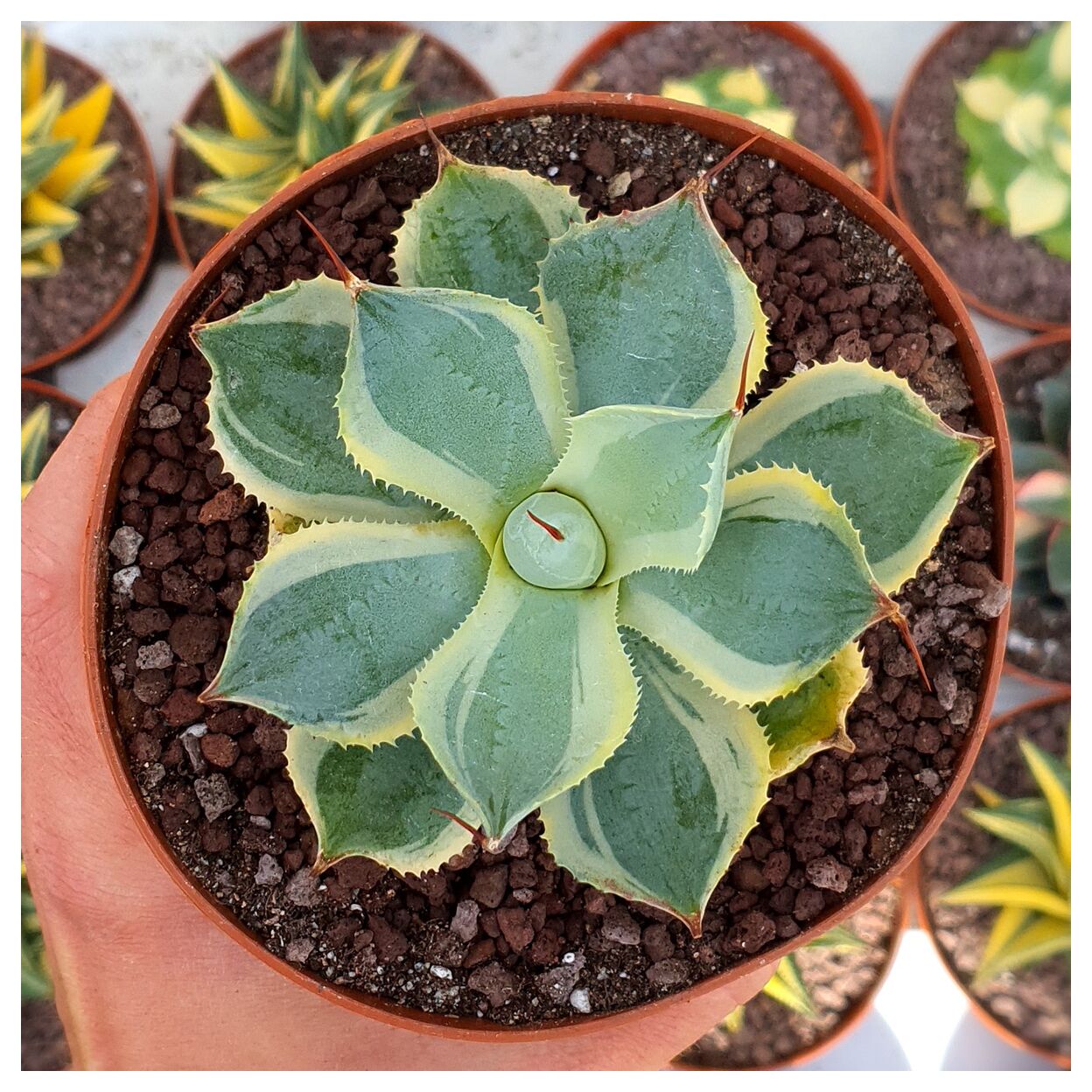 AGAVE POTATORUM CV. TRADEWINDS