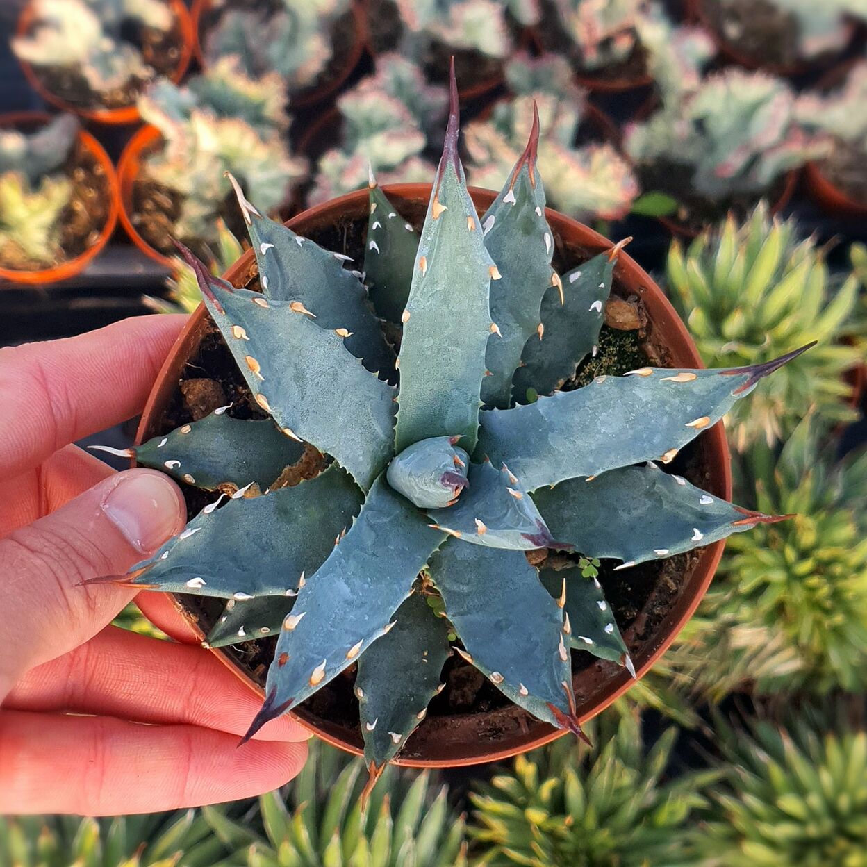 AGAVE UTAHENSIS