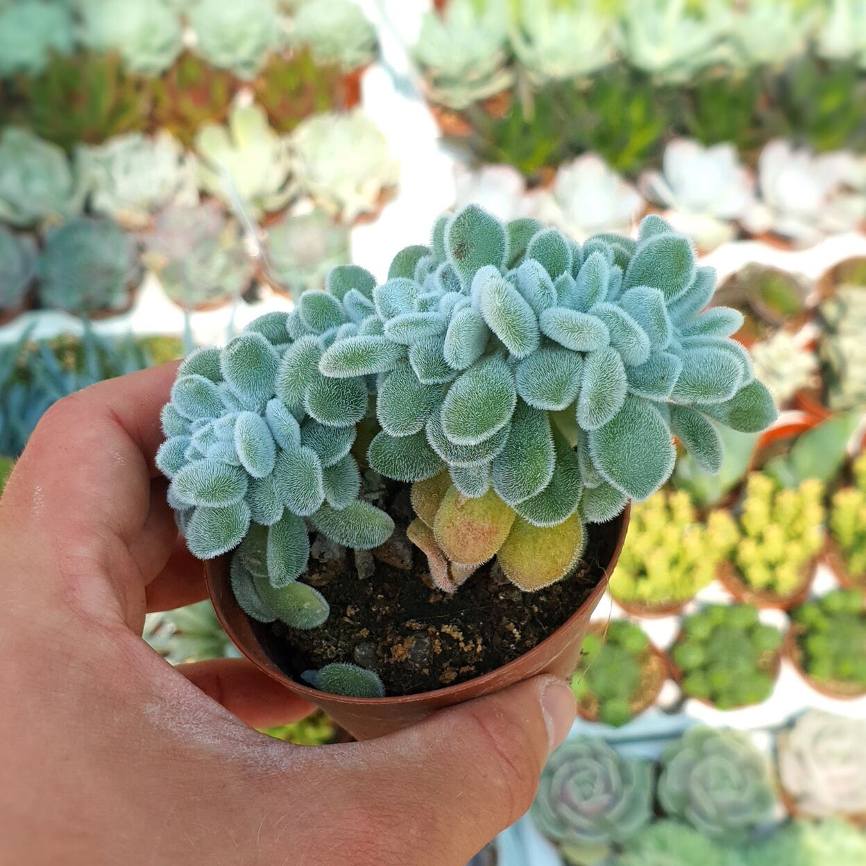 ECHEVERIA PULVINATA FROSTY CRESTATA