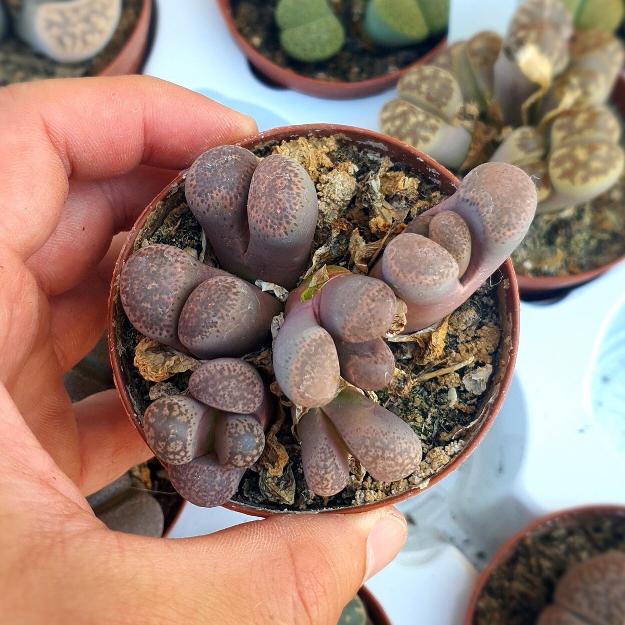 LITHOPS OPTICA RUBRA