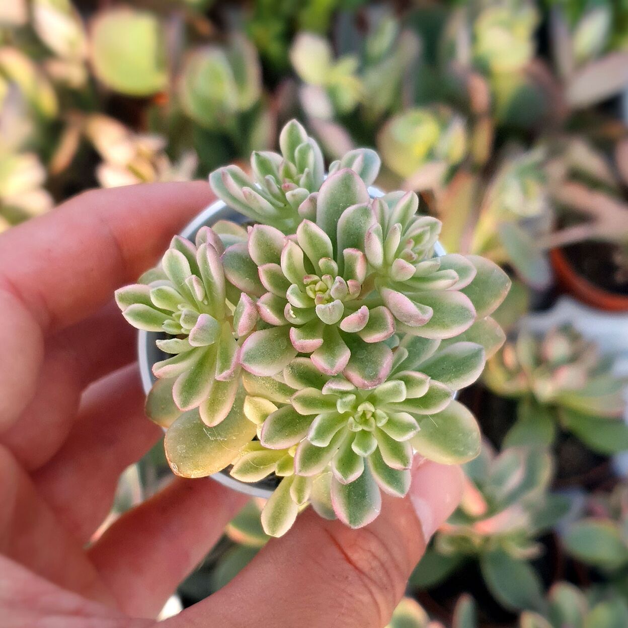 SEDUM JOYCE TULLOCH VARIEGATA