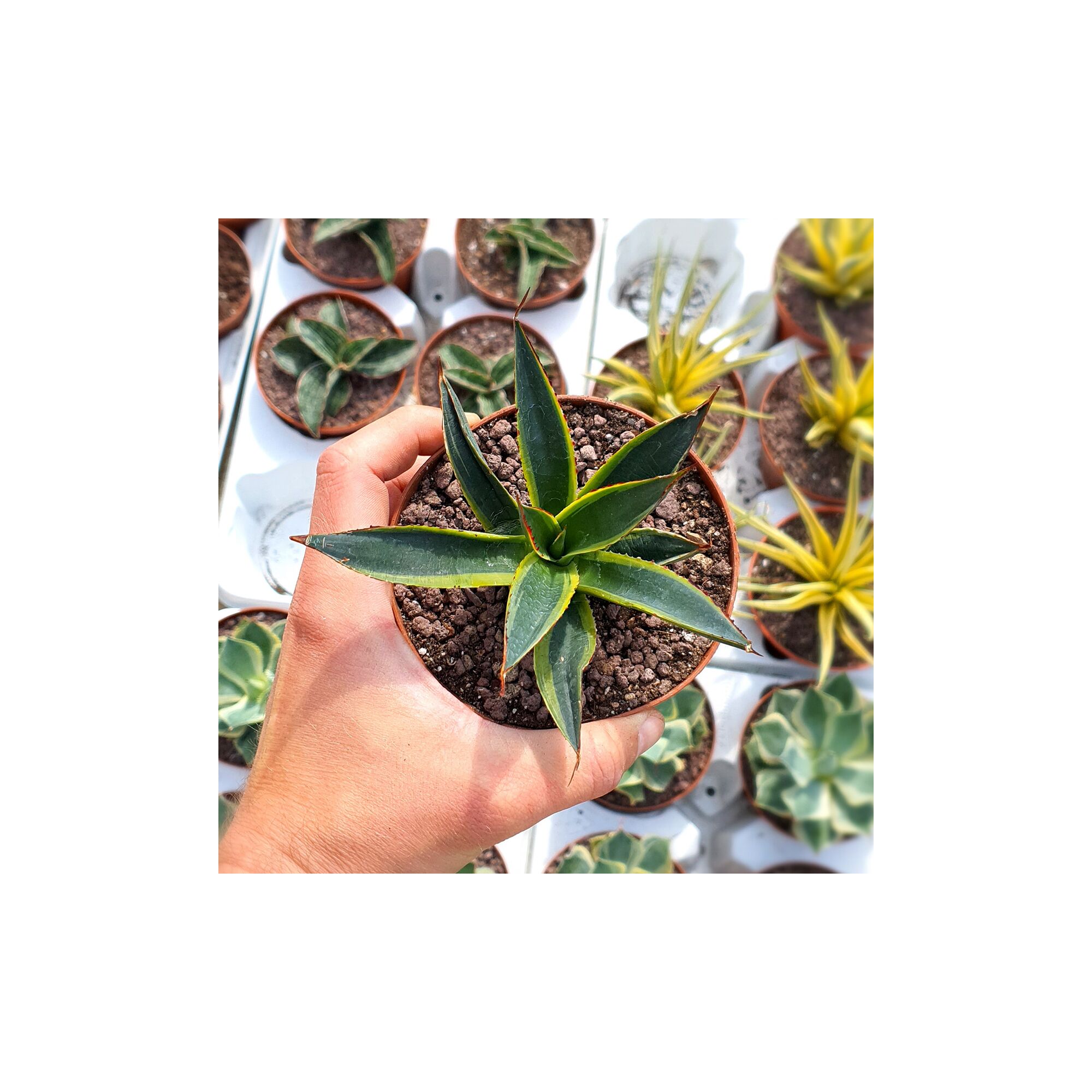 AGAVE SUN GLOW VARIEGATA