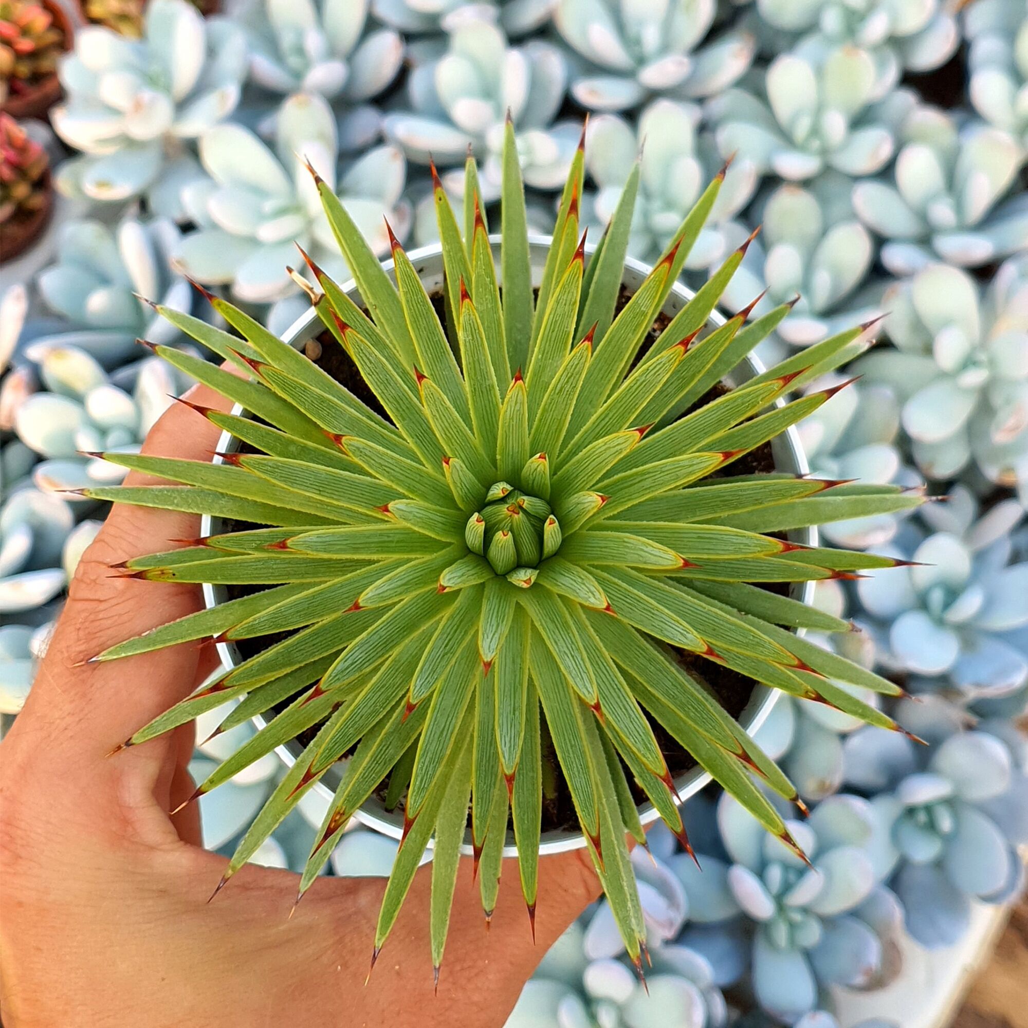 AGAVE STRICTA NANA