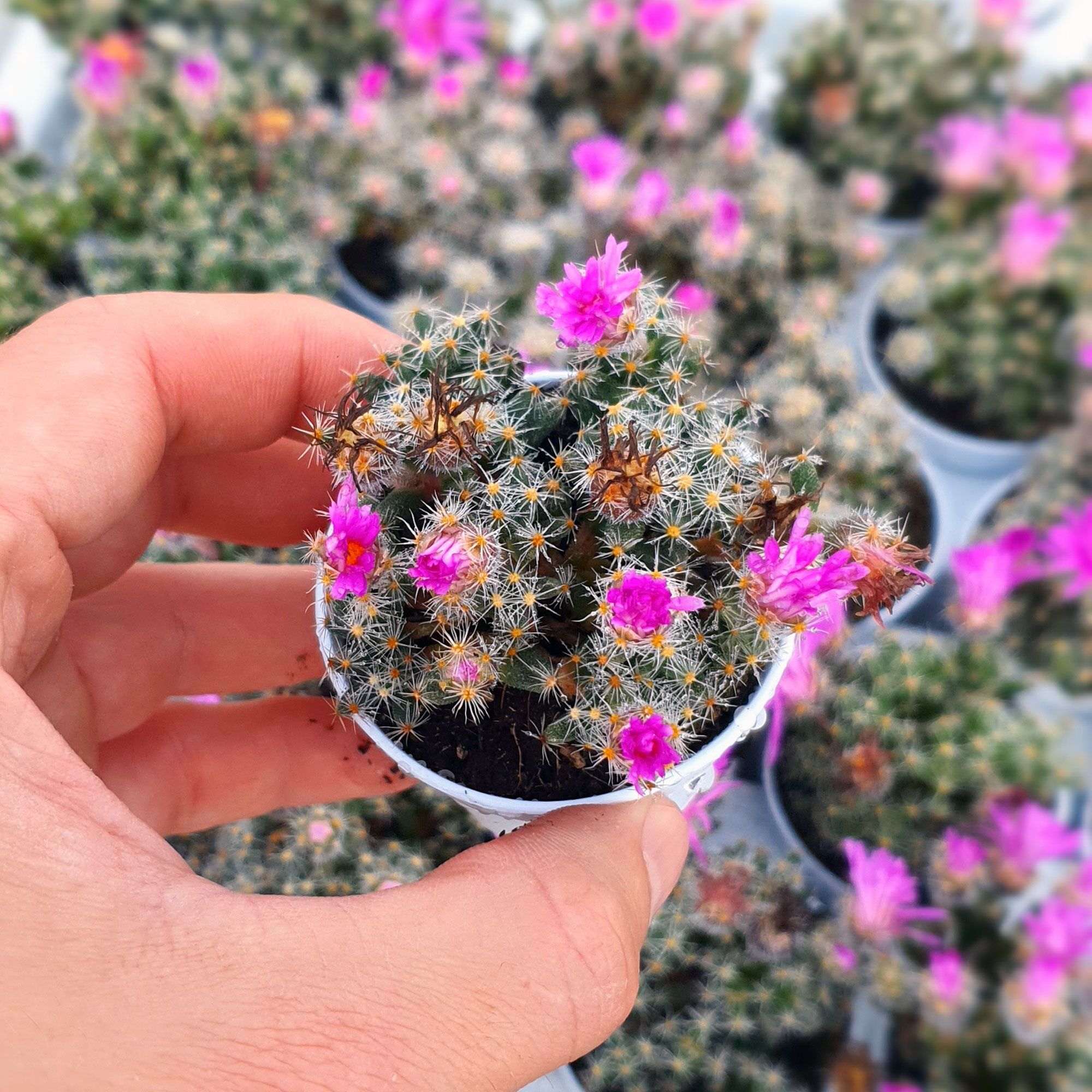 TRICHODIADEMA BULBOSUM