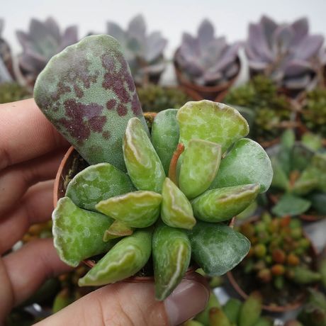 ADROMISCHUS RUPICOLA