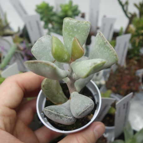 ADROMISCHUS RUPICOLA