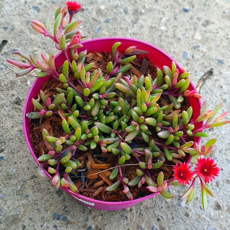 PLANTE SUCULENTE SI CACTUSI - pagina 3