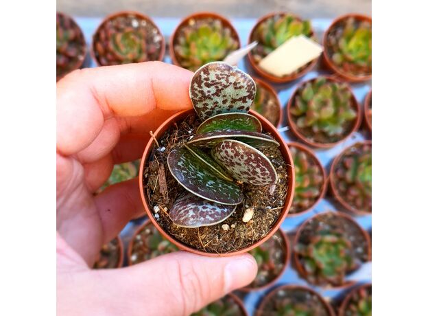 ADROMISCHUS RUPICOLA