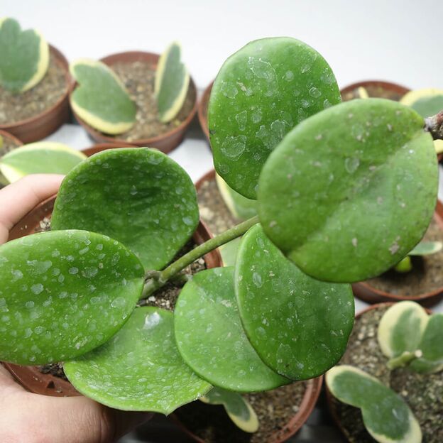 HOYA OBOVATA