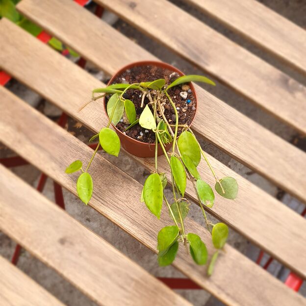 HOYA AFFINIS HALOPHILA