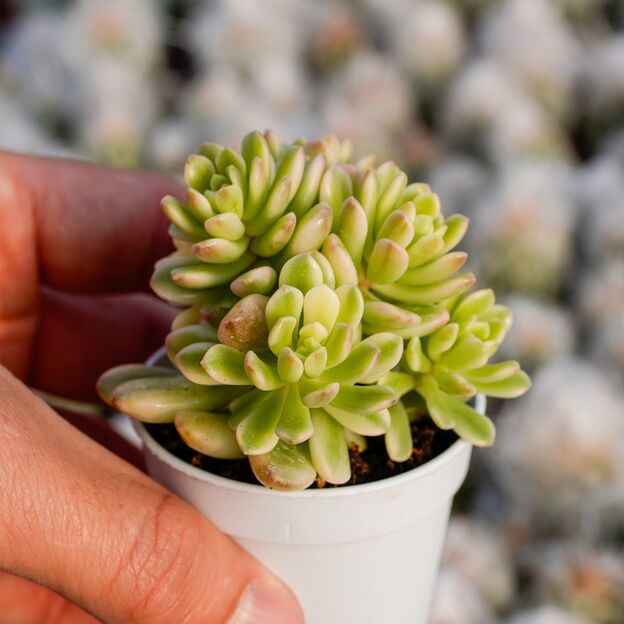 SEDUM JOYCE TULLOCH VARIEGATA